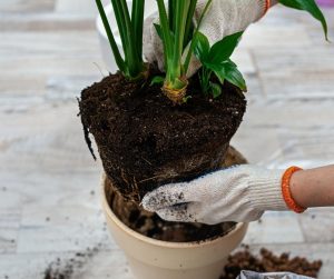How To Repot A Plant - The Contented Plant