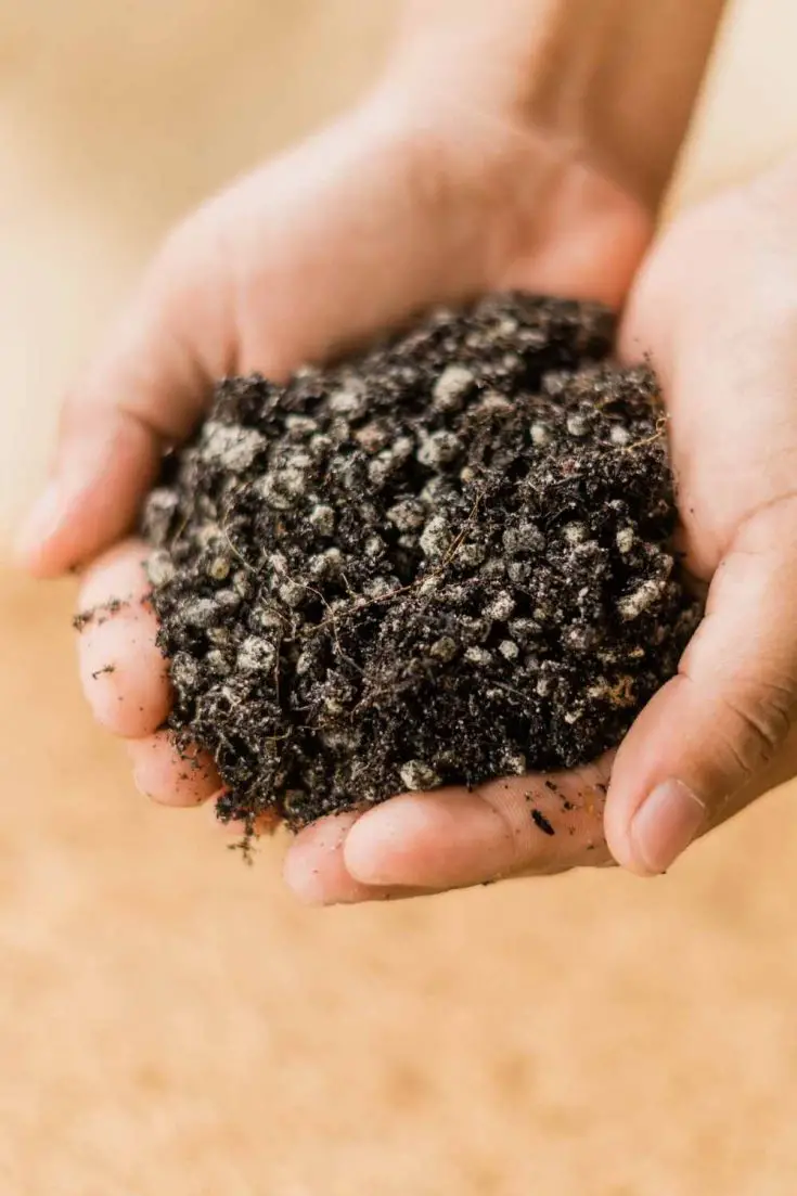 The Best Snake Plant Soil Mix - The Contented Plant