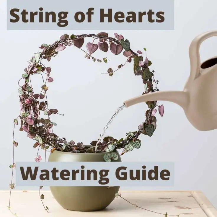 String of Hearts Watering Guide - The Contented Plant