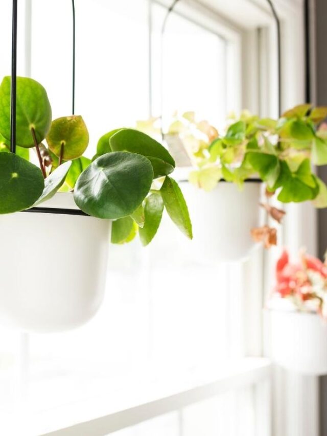 The Best Hanging and Trailing Plants for Your Home - The Contented Plant