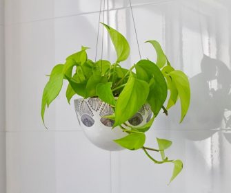 The Best Hanging and Trailing Plants for your Home - The Contented Plant