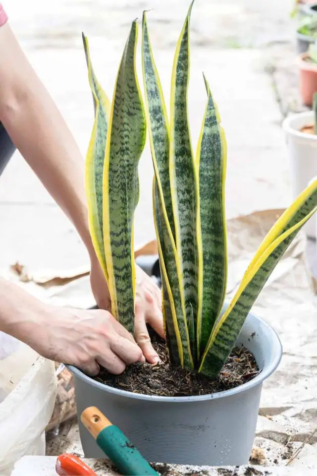 Snake Plant Propagation - The Contented Plant