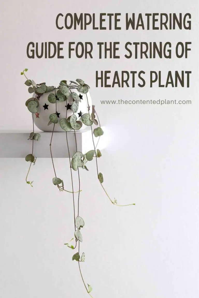 String of Hearts Watering Guide - The Contented Plant