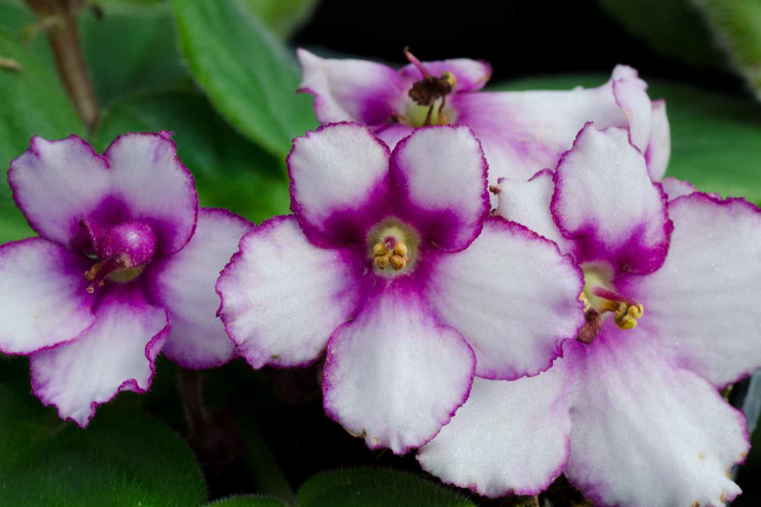 African Violets Care and Info Guide - The Contented Plant