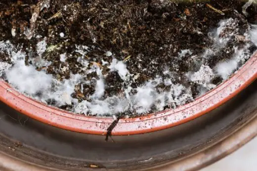 Mold On Plant Soil-Is it Harmful? How to Kill It - The Contented Plant