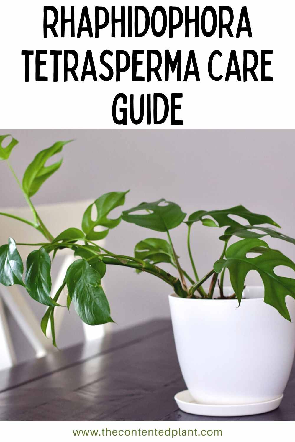 Rhaphidophora Tetrasperma Care Guide - The Contented Plant