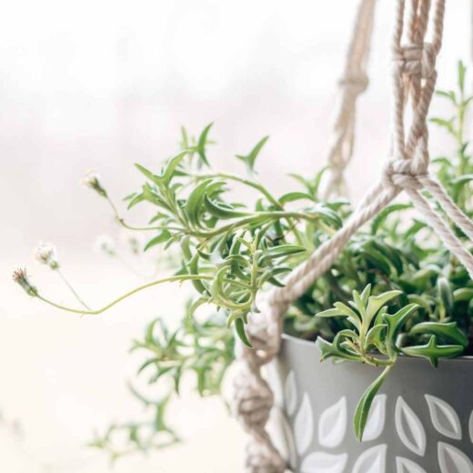 The Charming String of Bananas Plant - The Contented Plant