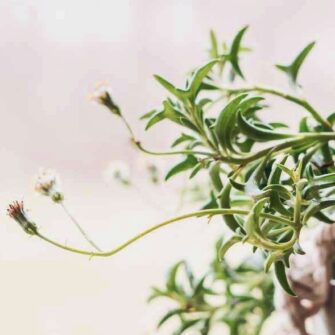 String of Dolphins Plant Care - The Contented Plant