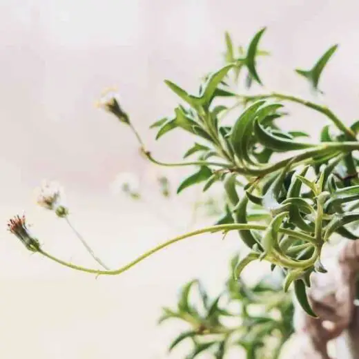 String of Dolphins Plant Care - The Contented Plant