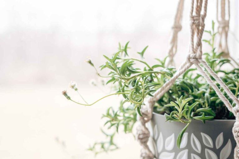 String of Dolphins Plant Care - The Contented Plant