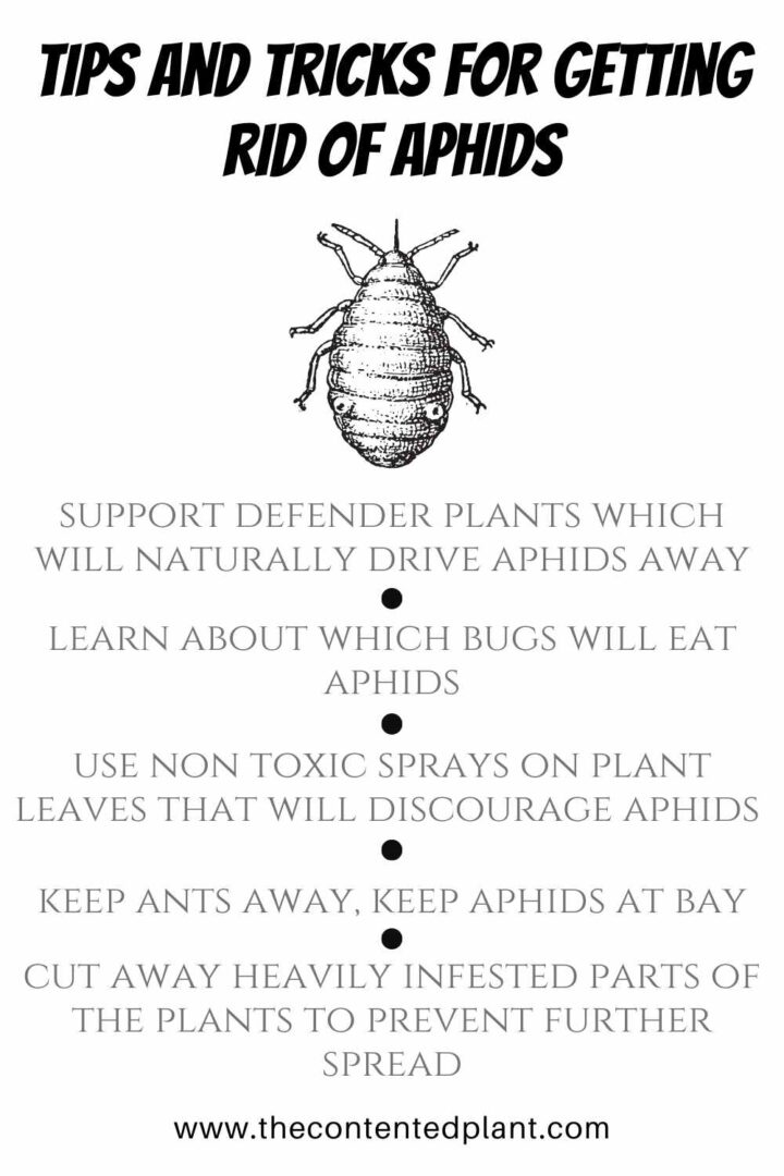 How to get rid of Aphids - The Contented Plant
