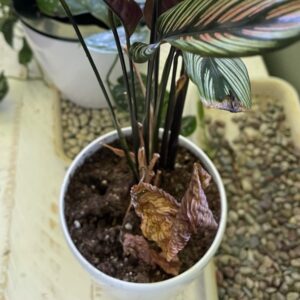 Brown Leaves On Plants-How to Fix This. - The Contented Plant