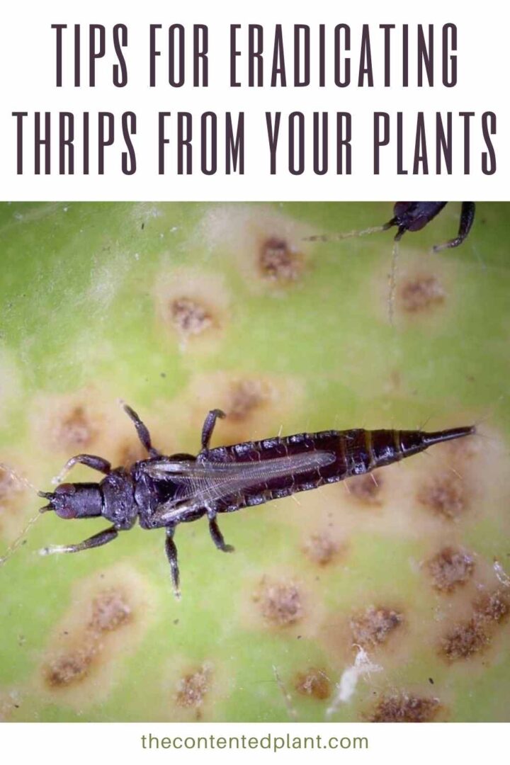 How to Get Rid Of Thrips On Houseplants - The Contented Plant