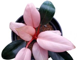 Pink Princess Philodendron - The Contented Plant