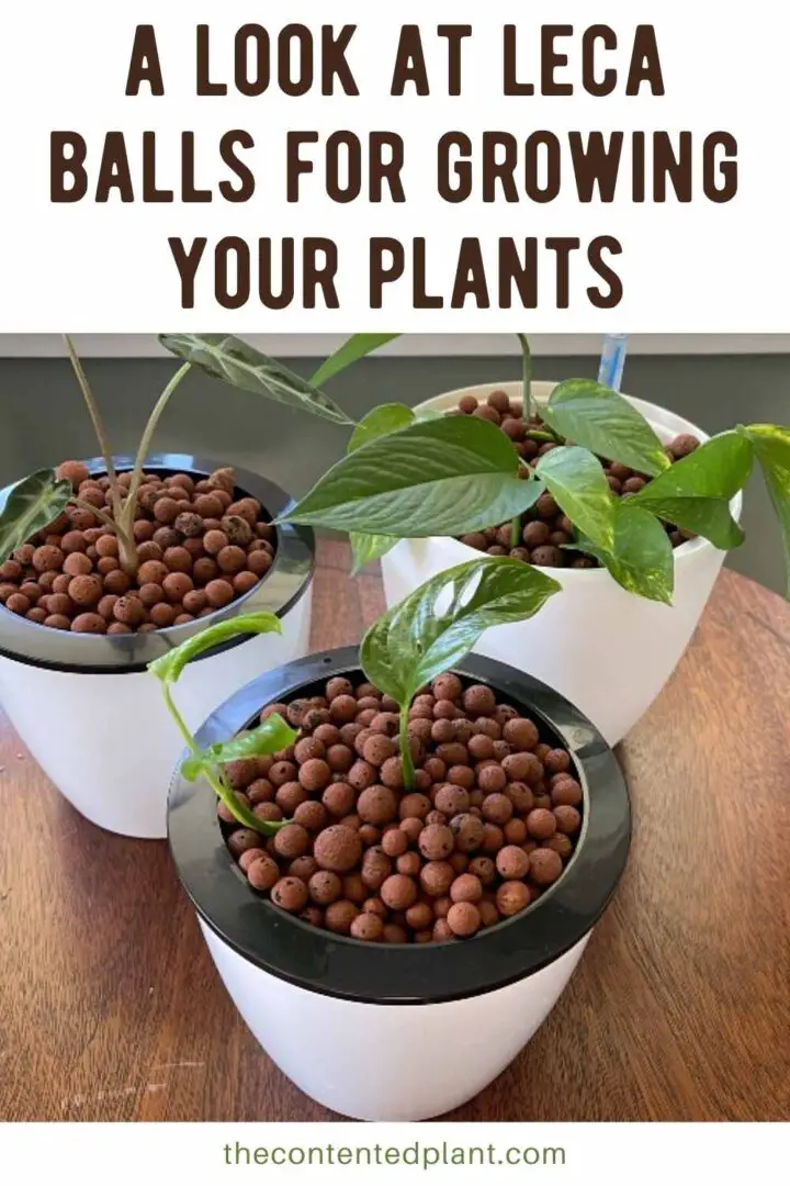 Growing in Leca Balls-Pros and Cons - The Contented Plant