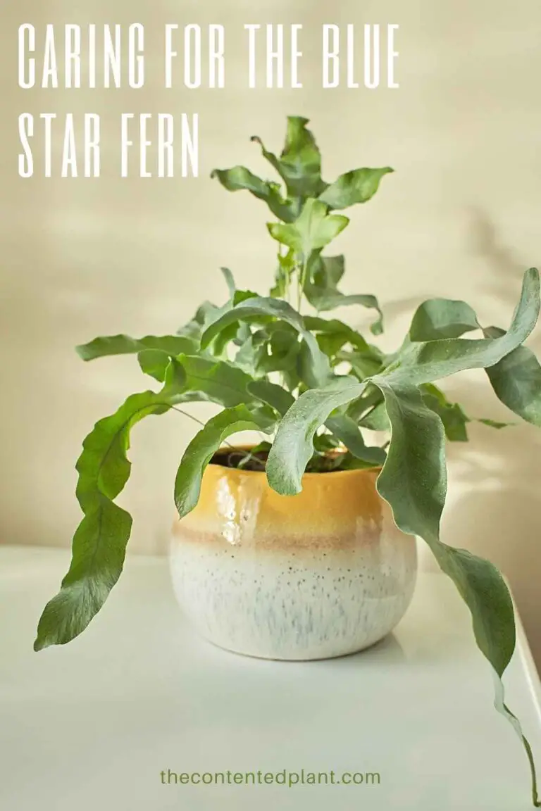 Blue Star Fern Care Guide and Plant Profile - The Contented Plant