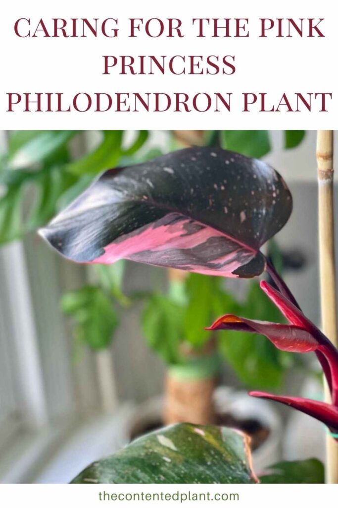 Pink Princess Philodendron - The Contented Plant