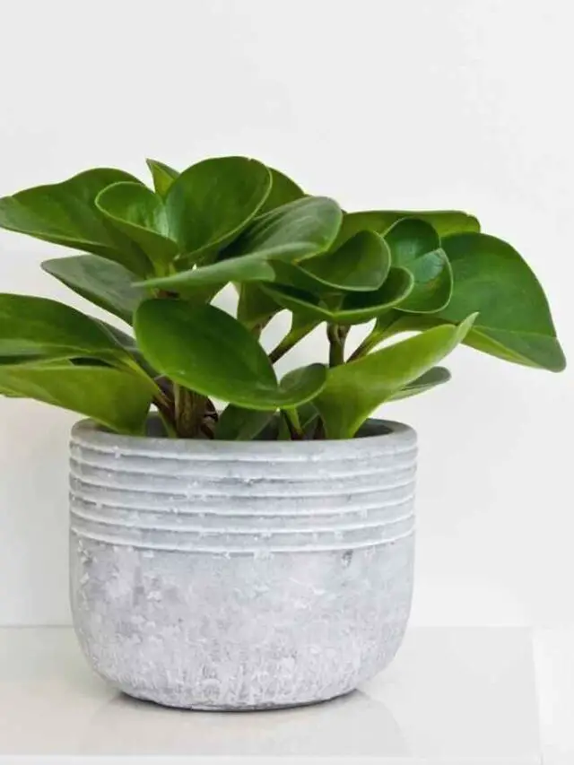 The Darling Baby Rubber Plant - The Contented Plant
