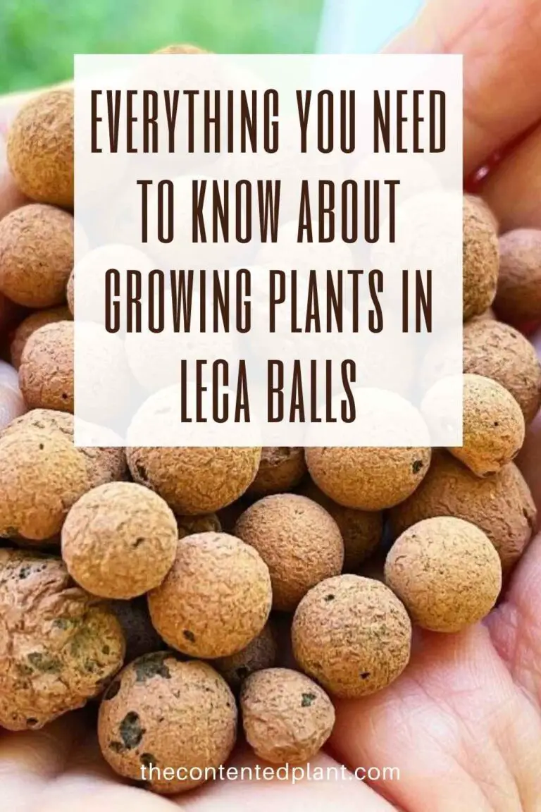 Growing Plants in LECA - The Contented Plant