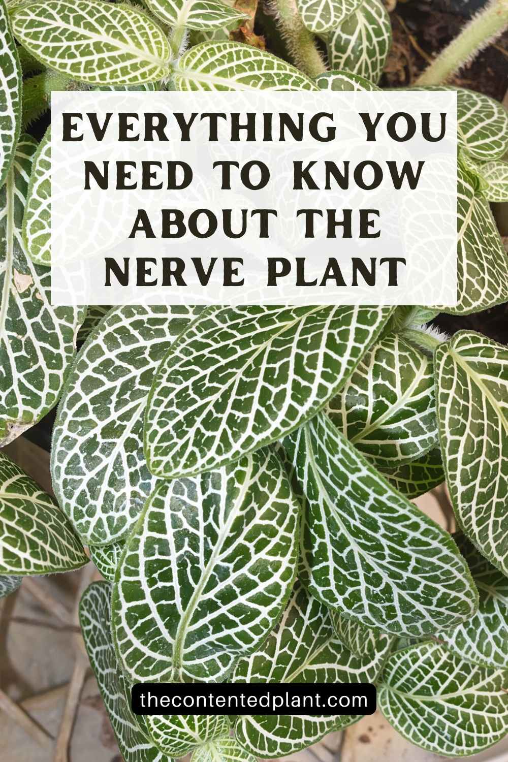 Nerve Plant Care Guide and Profile - The Contented Plant