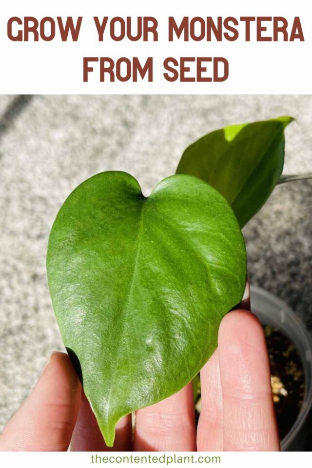 How to Grow Monstera Plant From Seed - The Contented Plant