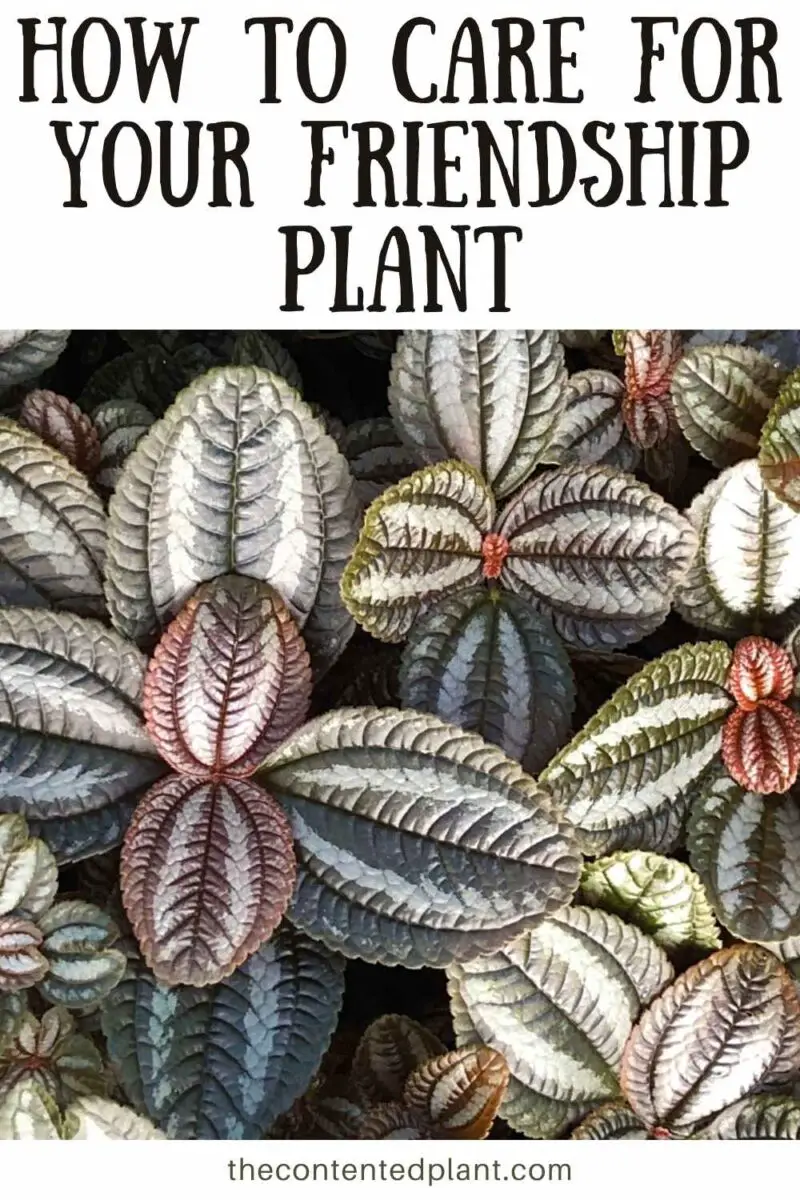 Friendship Plant Care Guide and Profile - The Contented Plant