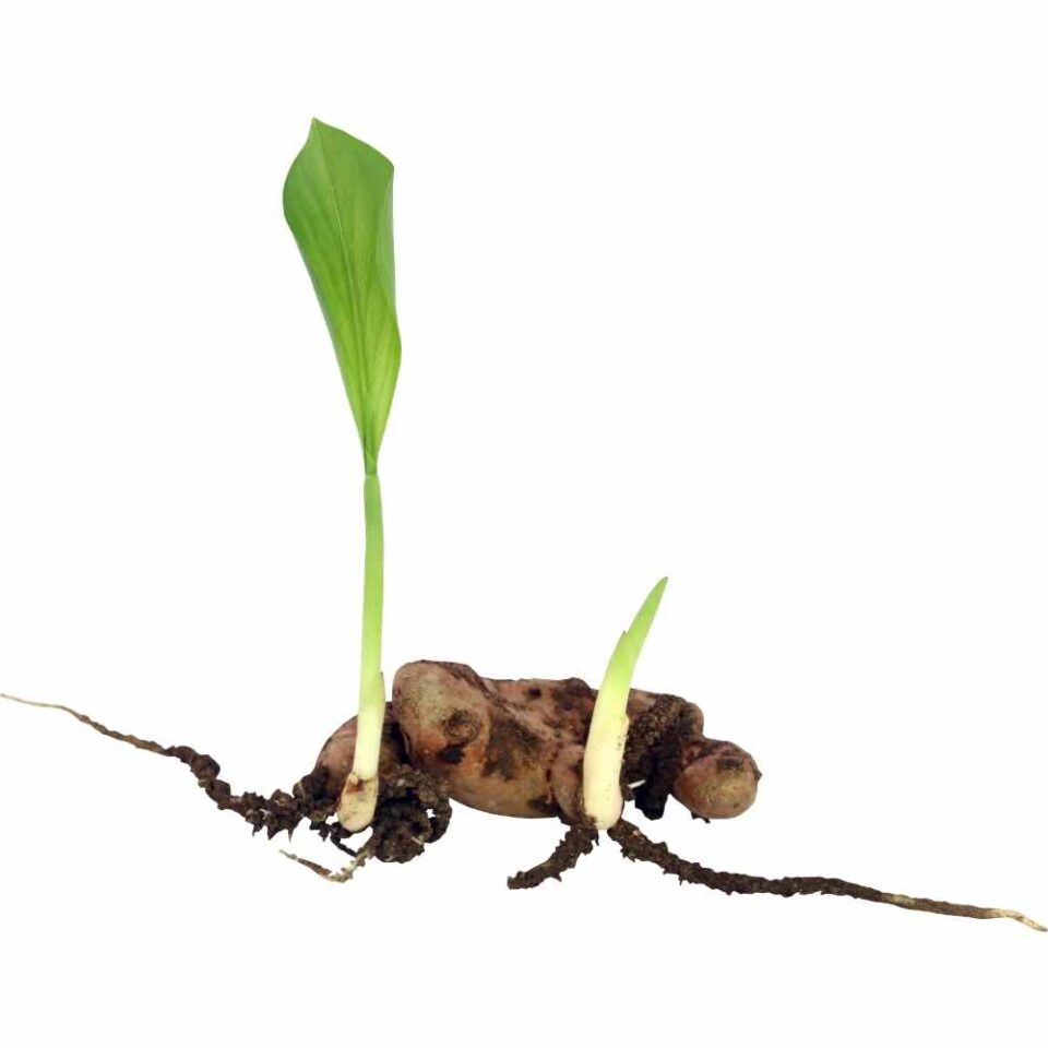 Grow your Own Medicinal Herbs - The Contented Plant