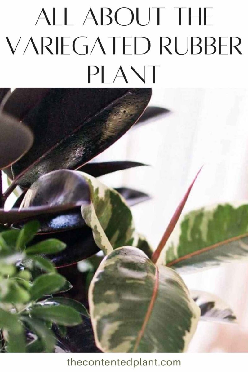 Variegated Rubber Plant - The Contented Plant