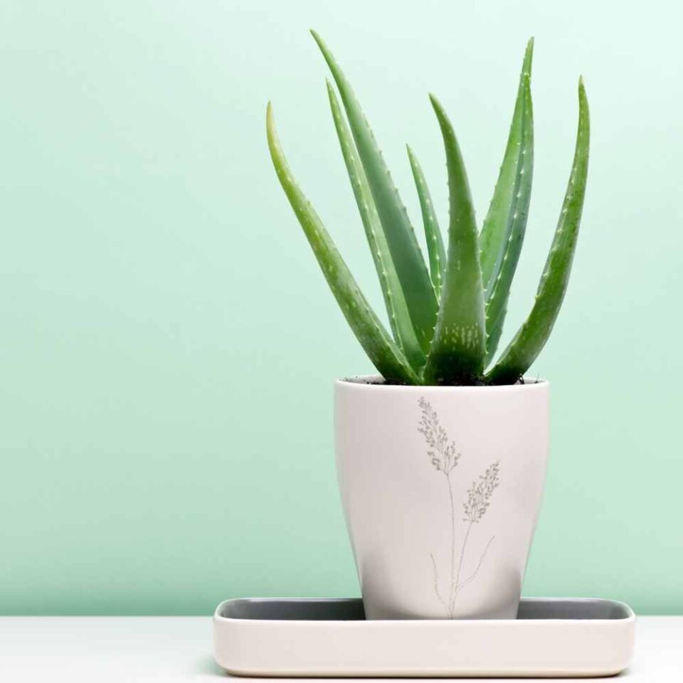Grow your Own Medicinal Herbs - The Contented Plant