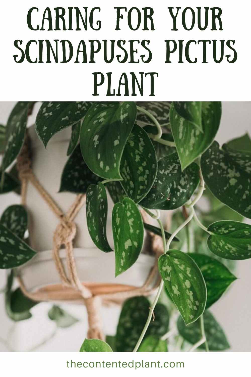 Scindapsus Pictus Care Guide and Profile - The Contented Plant