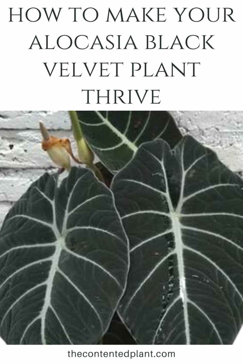 Alocasia Black Velvet Plant Profile - The Contented Plant