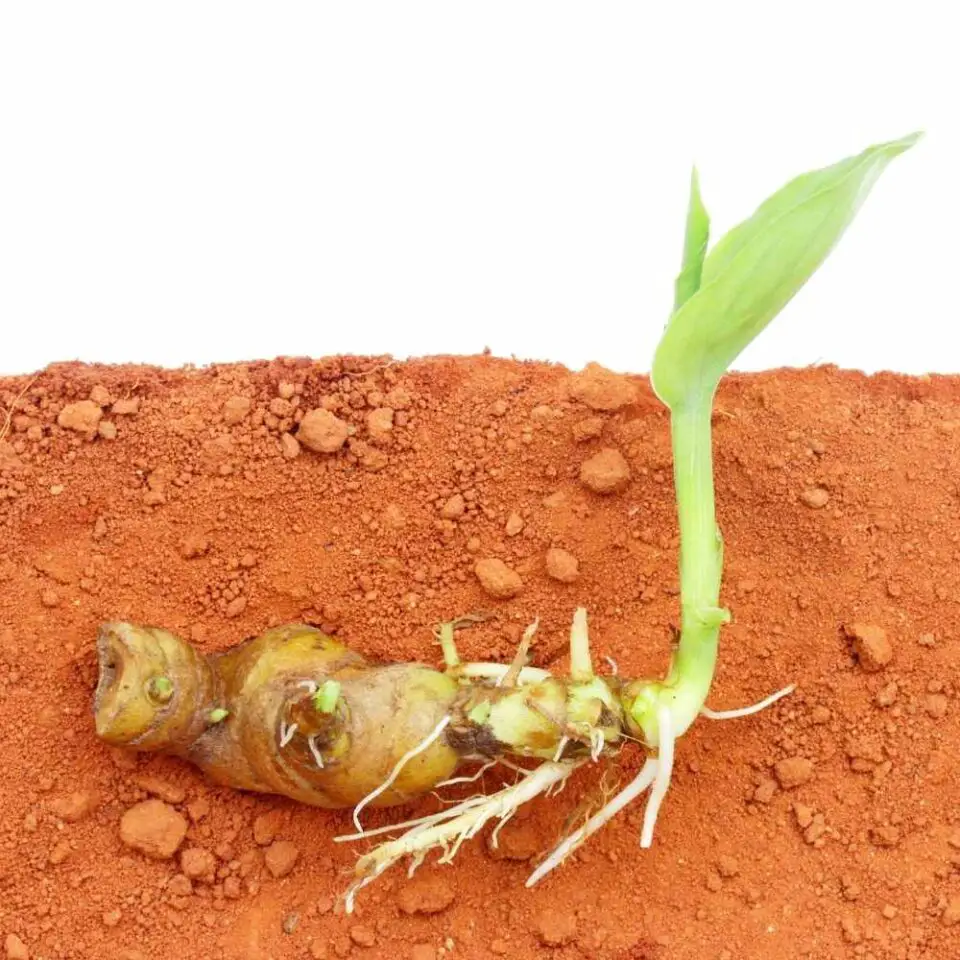 Grow your Own Medicinal Herbs - The Contented Plant