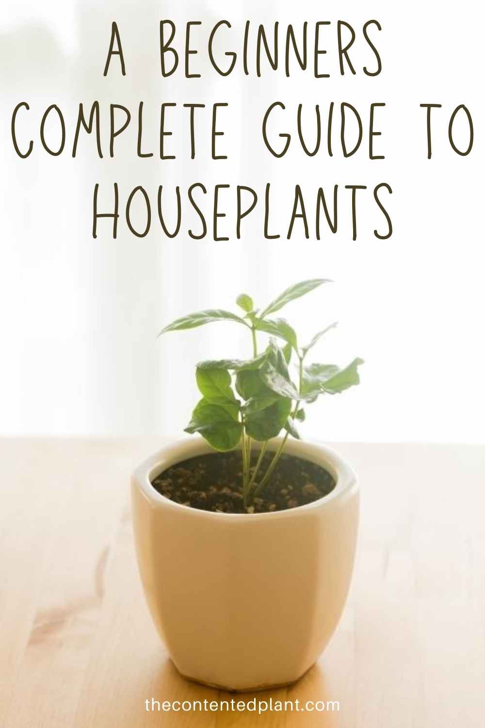 A Simple Guide to Houseplant Care for Beginners - The Contented Plant