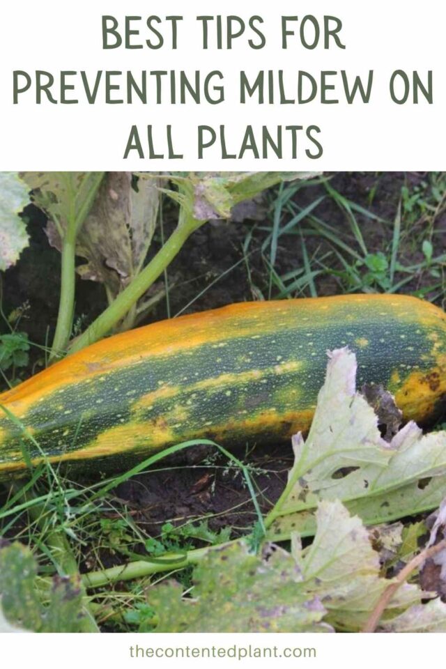 How to Get Rid of Powdery Mildew on Plants-Treatment Guide - The ...