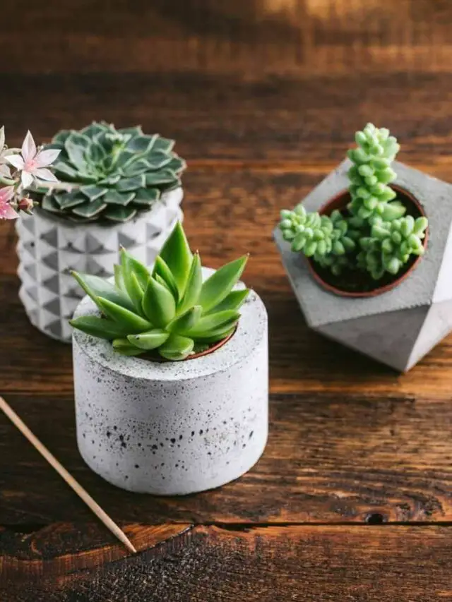 Choosing the Best Succulent Pot - The Contented Plant