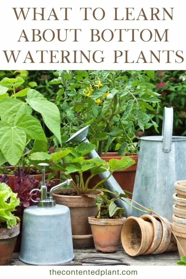 Bottom Watering Plants in Pots: - The Contented Plant