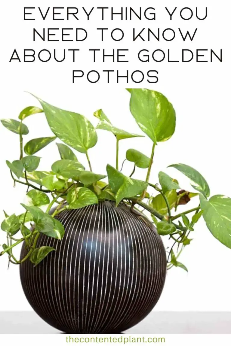 Golden Pothos Care-Epipremnum Aureum - The Contented Plant