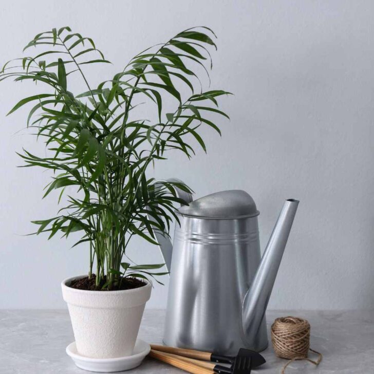 Bamboo Palm Profile and Care Guide - The Contented Plant