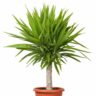Yucca Cane Plant Profile and Care Guide - The Contented Plant