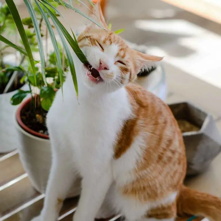 Nine Important Things About the Cat Palm - The Contented Plant