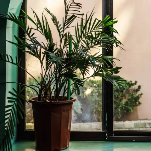 Nine Important Things About the Cat Palm - The Contented Plant