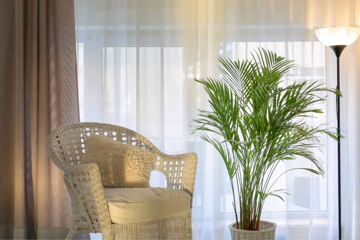 Bamboo Palm Profile and Care Guide - The Contented Plant