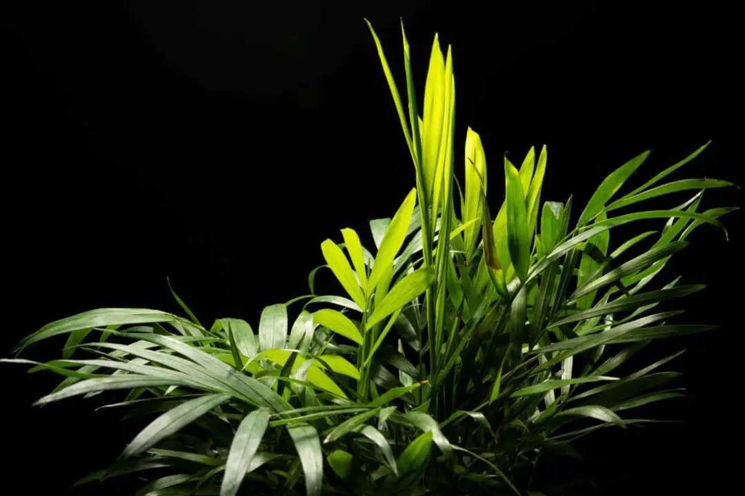 Nine Important Things About the Cat Palm - The Contented Plant