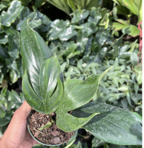 Epipremnum Pinnatum Albo - The Contented Plant