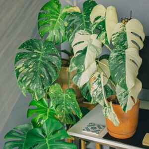 Uncovering the Beauty of the Monstera Albo: A Guide to Care and ...