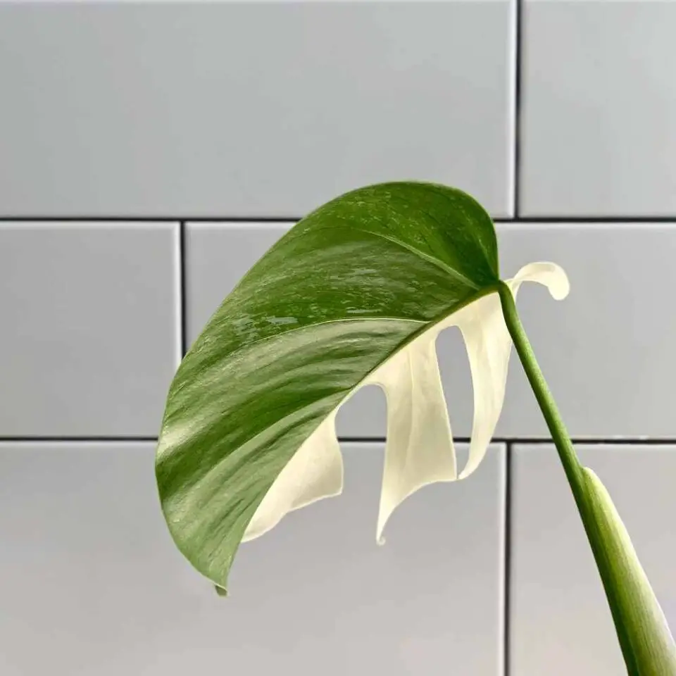 Uncovering the Beauty of the Monstera Albo: A Guide to Care and ...