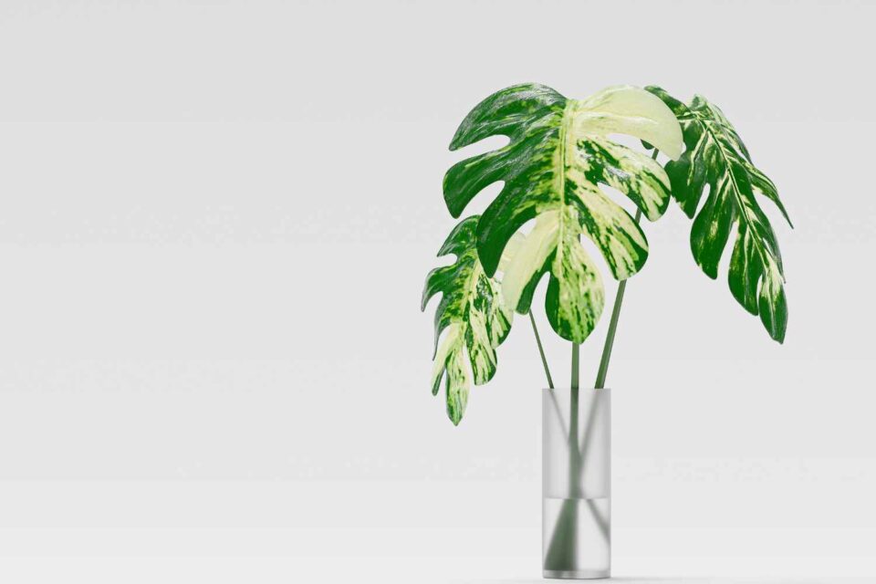 Uncovering the Beauty of the Monstera Albo: A Guide to Care and ...