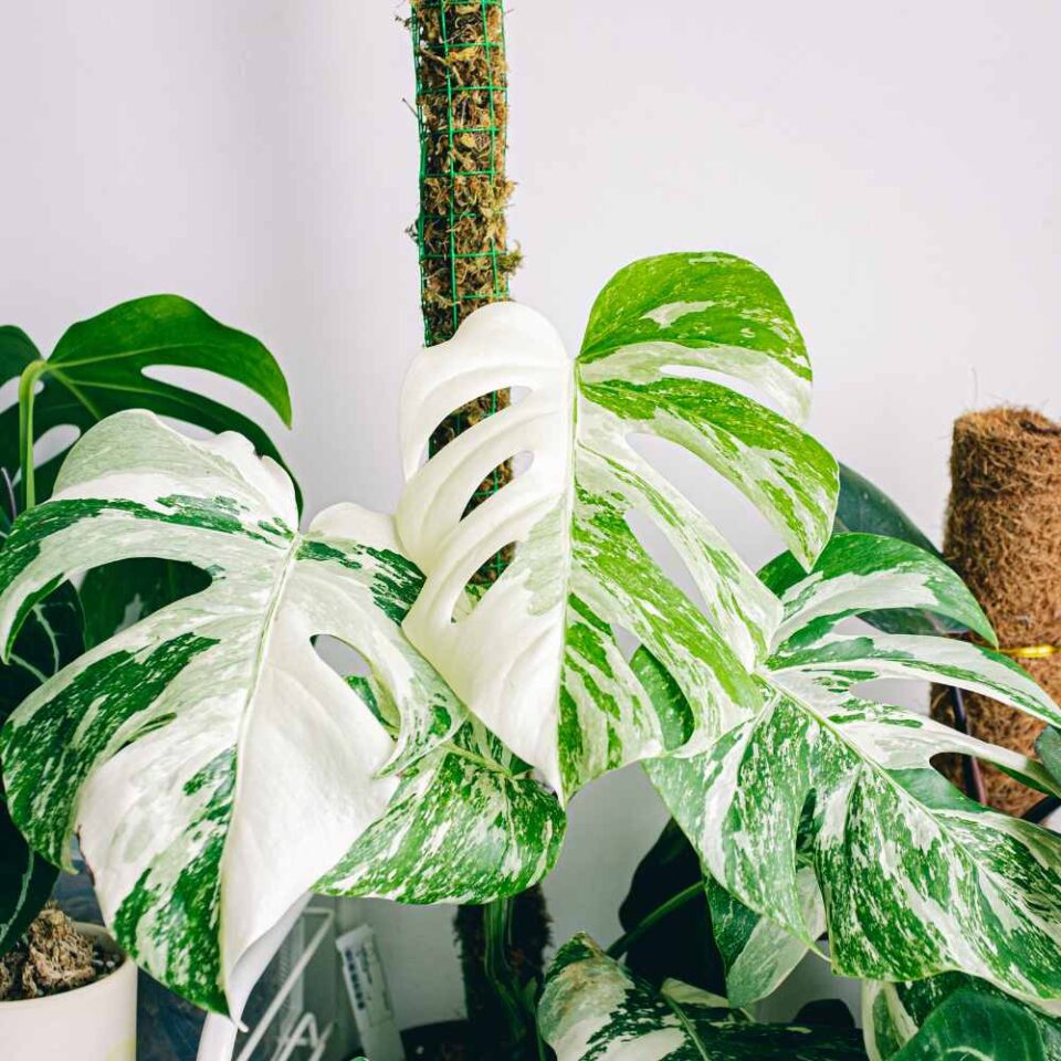 Philodendron White Knight - The Contented Plant