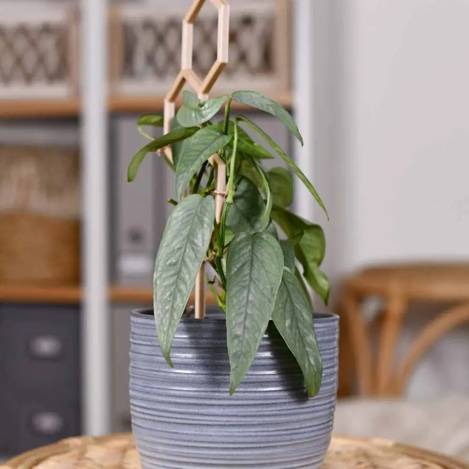 Cebu Blue Pothos (Epipremnum pinnatum) - The Contented Plant