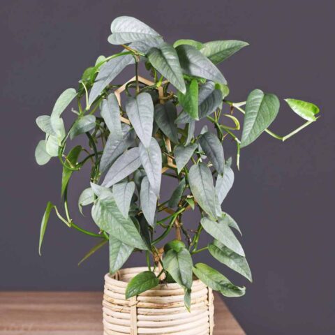 Cebu Blue Pothos (Epipremnum pinnatum) - The Contented Plant
